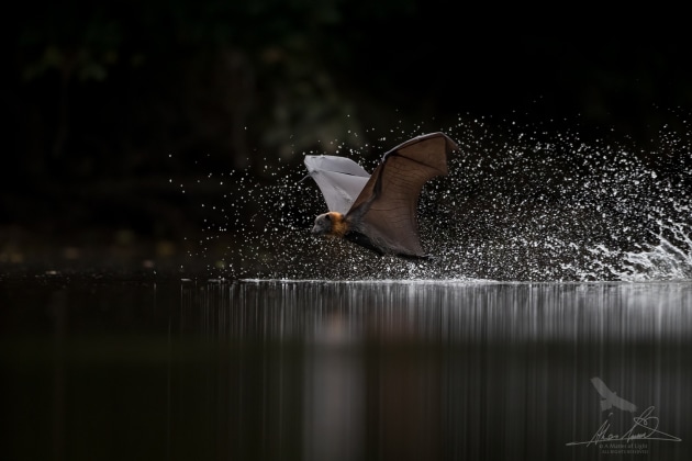 Behind the lens: How I captured diving flying foxes during Sydney's ...