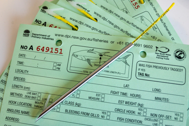 NSW DPI Fisheries: Tagging fish – what is it and how it works - Fishing ...