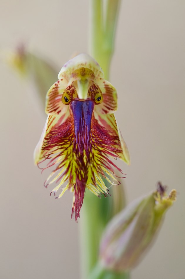 At home photography: Six tips for photographing plants in your own ...