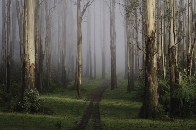 How to photograph Australia's bush (Part two) - Australian Photography