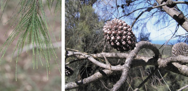 In praise of casuarinas - Australian Wood Review