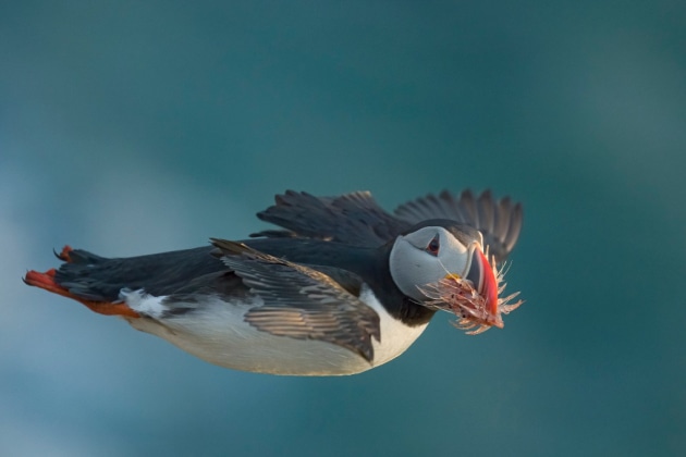 56th Wildlife Photographer of the Year - Capture magazine
