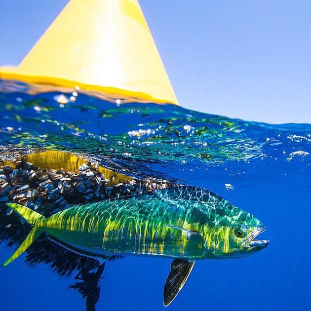 Dolphinfish FAD to FAD Recapture - Fishing World