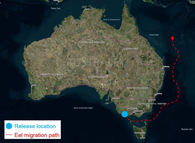 Satellite tags reveal freshwater eel migration to the Coral Sea ...