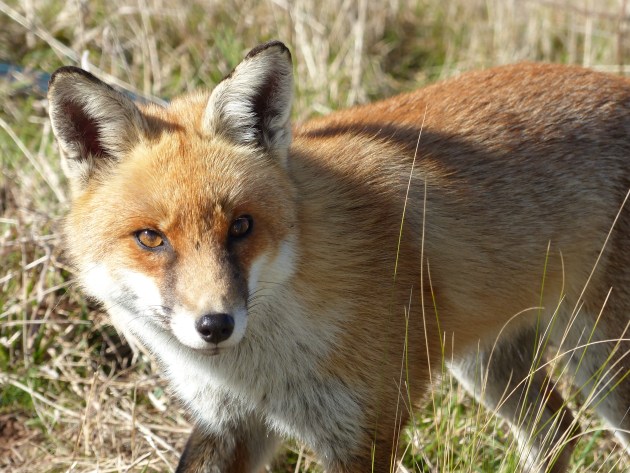 Outsmarting The Wily Fox - Sporting Shooter