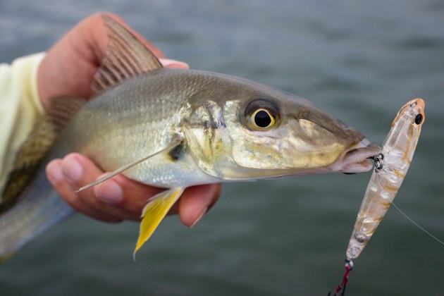 South east Queensland bream, whiting and flathead stock assessment ...
