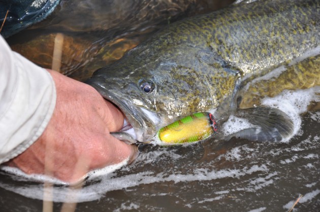 OzFish Unlimited: Was fishing better 100 years ago? - Fishing World