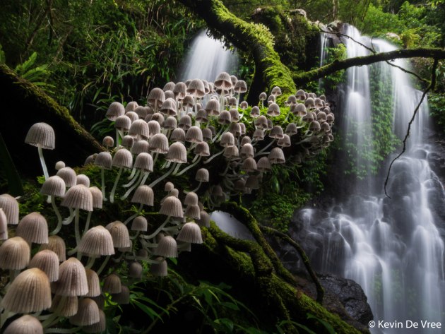 The winners of the 2020 Australian Geographic Nature Photographer of ...