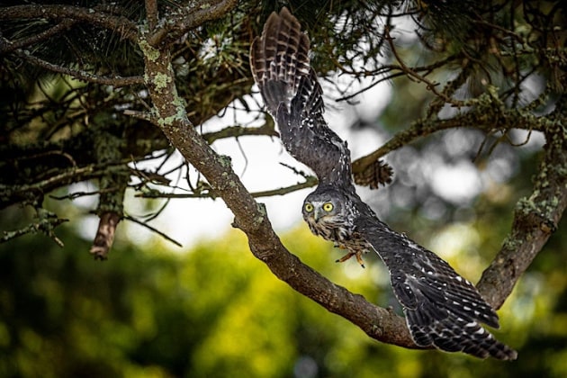 Q&A: Jay Collier – Wildlife photographer and photo industry stalwart ...