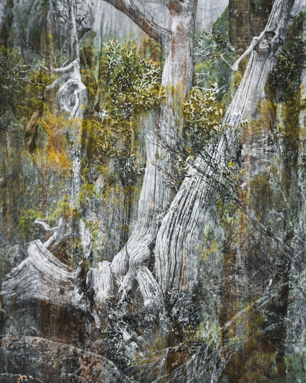 Tales from the Trees of Old brings Tasmania’s endangered forests to the ...