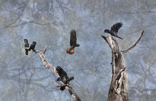 The annual BirdLife Australia Bird Week exhibition opens in Sydney ...