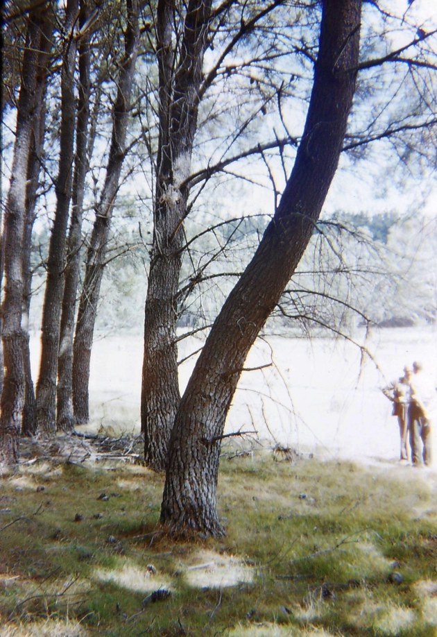 Reaction wood - Australian Wood Review