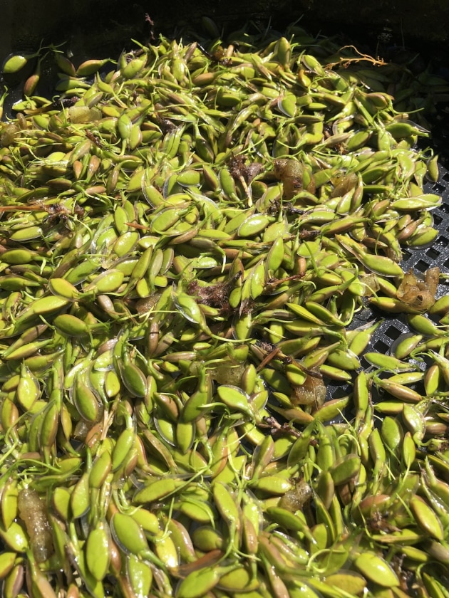 Seeds for Snapper seagrass restoration project - Fishing World