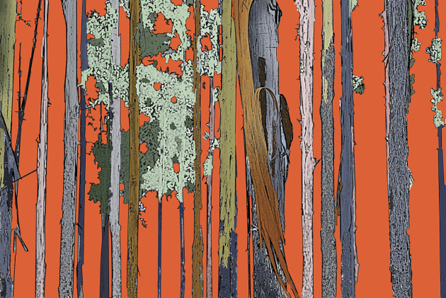 Big Tree Notes: Greg Weight's latest photography exhibition opens ...