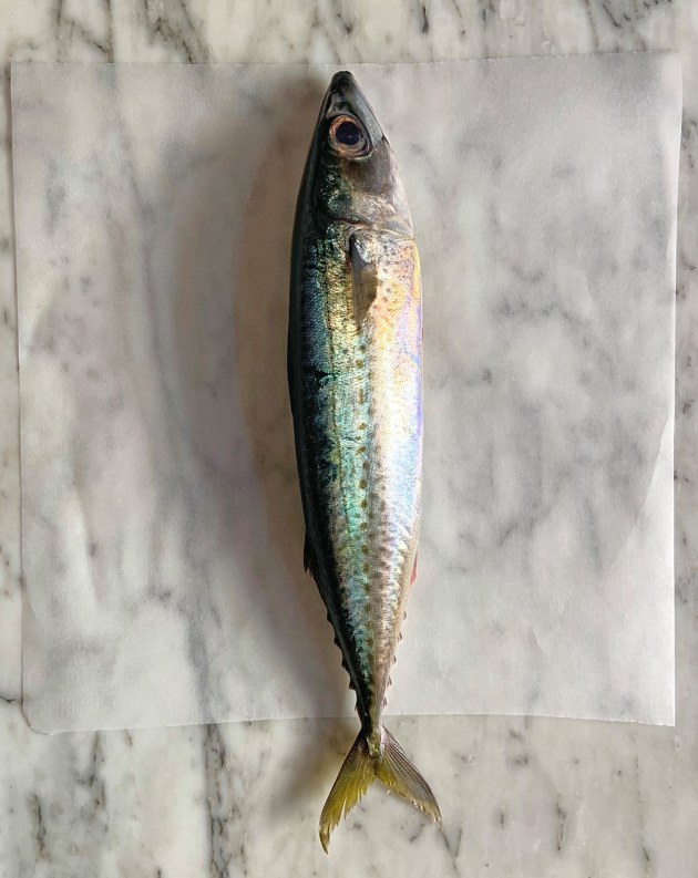 Sustainable Seafood: Bring back the mack - Fishing World