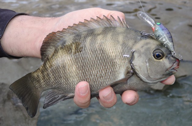 Rockin' bream: light tackle luring off the stones - Fishing World