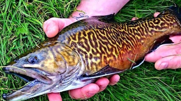 Tiger trout for Vic lakes - Fishing World