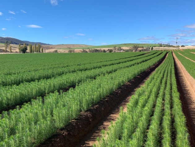 Tasmanian forestry industry gears up production - Australian Wood Review