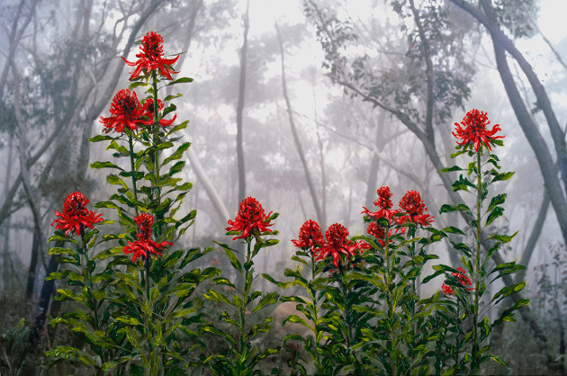 Big Tree Notes: Greg Weight's latest photography exhibition opens ...