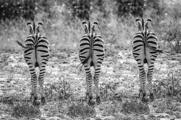 Launceston photographer wins Camera House Photography Awards ...