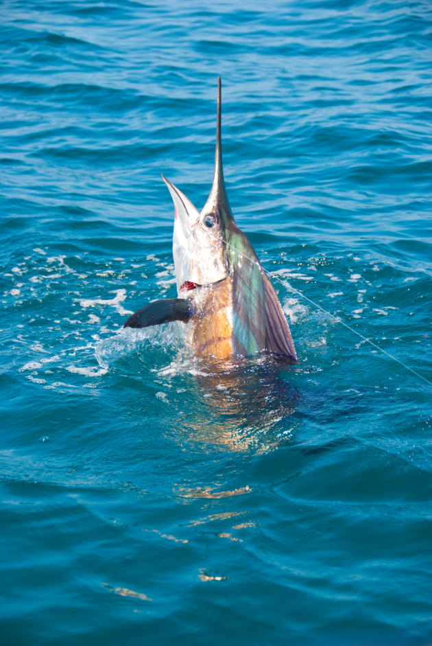How to catch sailfish - Fishing World