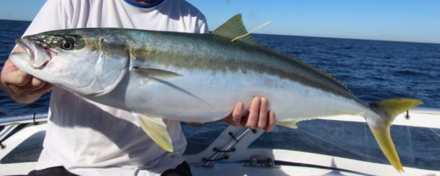 Another SA kingfish heads to Sydney! - Fishing World
