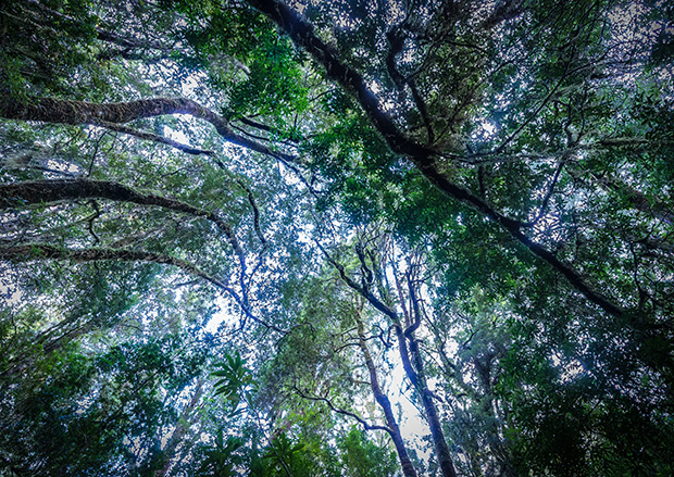 Photo Tip of the Week: How to Take Better Rainforest Pictures ...