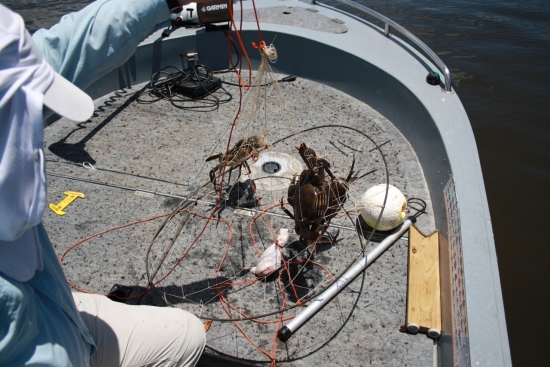 How to catch mud crabs - Fishing World