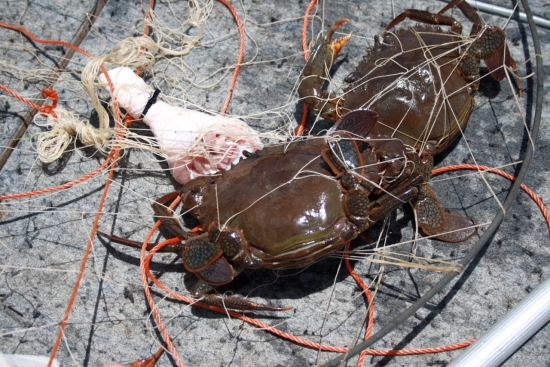 How to catch mud crabs - Fishing World