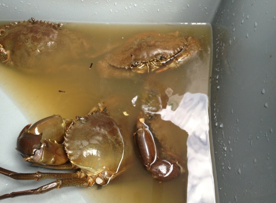 How to catch mud crabs - Fishing World