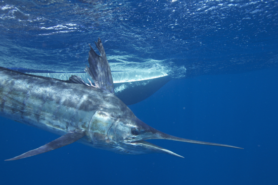Report: Fisho v marlin - Round 2 - Fishing World