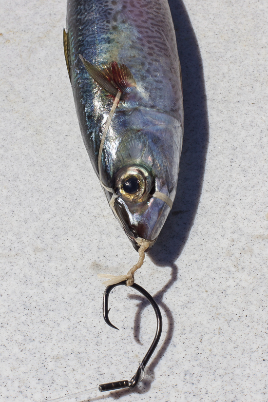 Report: Fisho v marlin - Round 2 - Fishing World