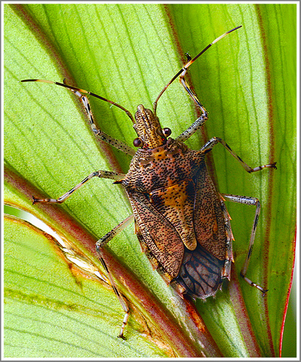 Insects Photo Comp: Winner and Shortlist Announced - Australian Photography