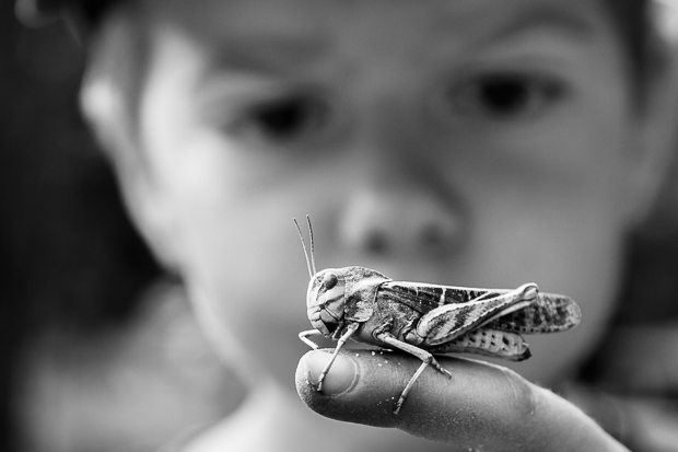 Insects Photo Comp: Winner and Shortlist Announced - Australian Photography