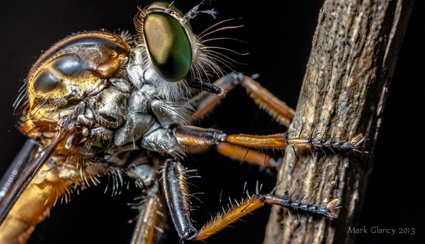 Insects Photo Comp: Winner and Shortlist Announced - Australian Photography