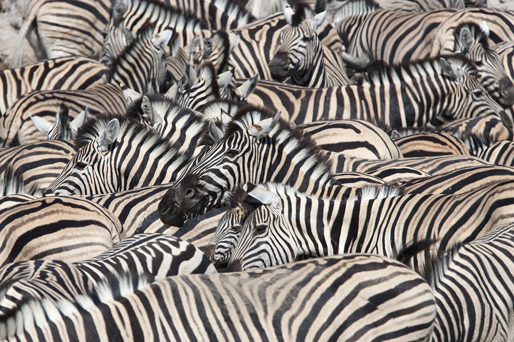Photo Tip of the Week: Wildlife Secrets (Part One) - Australian Photography