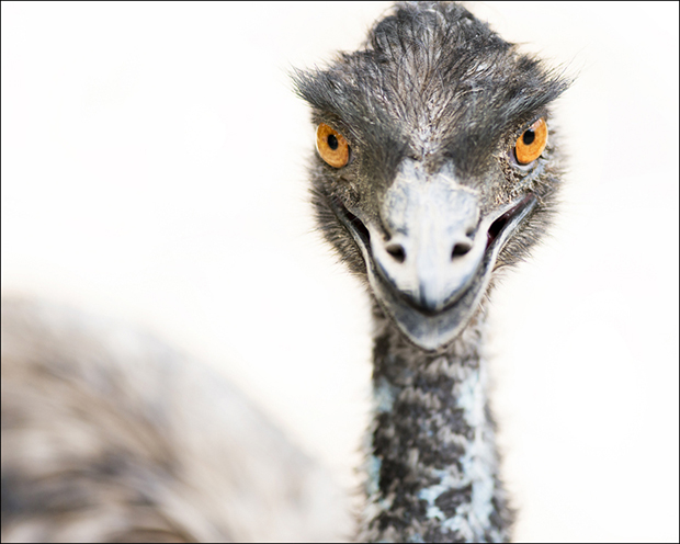 Exhibition: Feathered Heads - Australian Photography