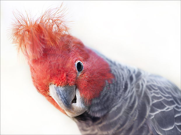 Exhibition: Feathered Heads - Australian Photography