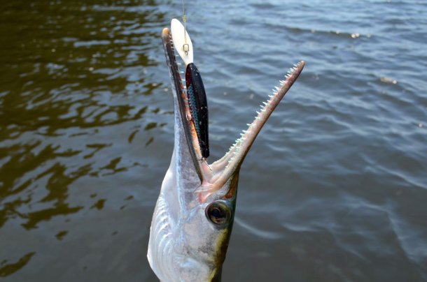 Can you ID these fish? - Fishing World