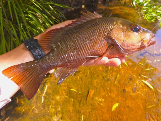 Report: Sweetwater jungle jacks - Fishing World