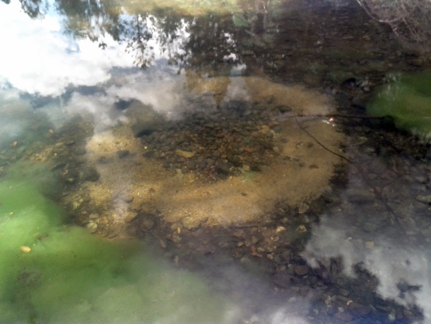 Fish Facts: Eel-tailed catfish - Fishing World