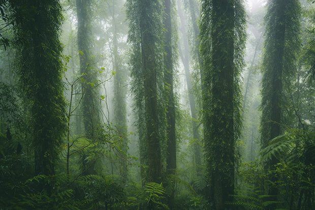 10 Essential Rainforest Photography Tips - Australian Photography
