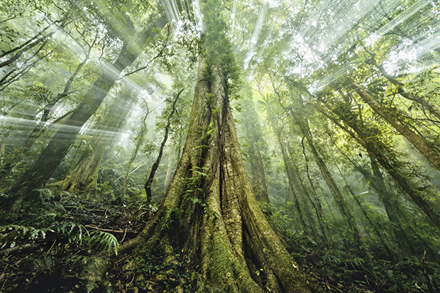 10 Essential Rainforest Photography Tips - Australian Photography