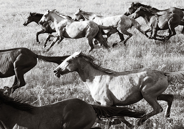 Wild Horses in Brumby Book by Nick Leary - Australian Photography