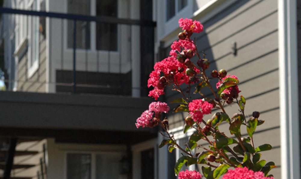 Photos of Units and Community Amenities in Fair Oaks, CA. | Hazel Ranch