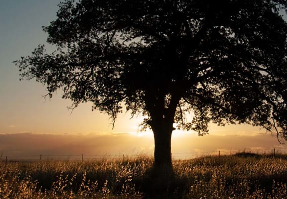 Welcome to Our Chico CA Apartments | Eaton Ranch | Home