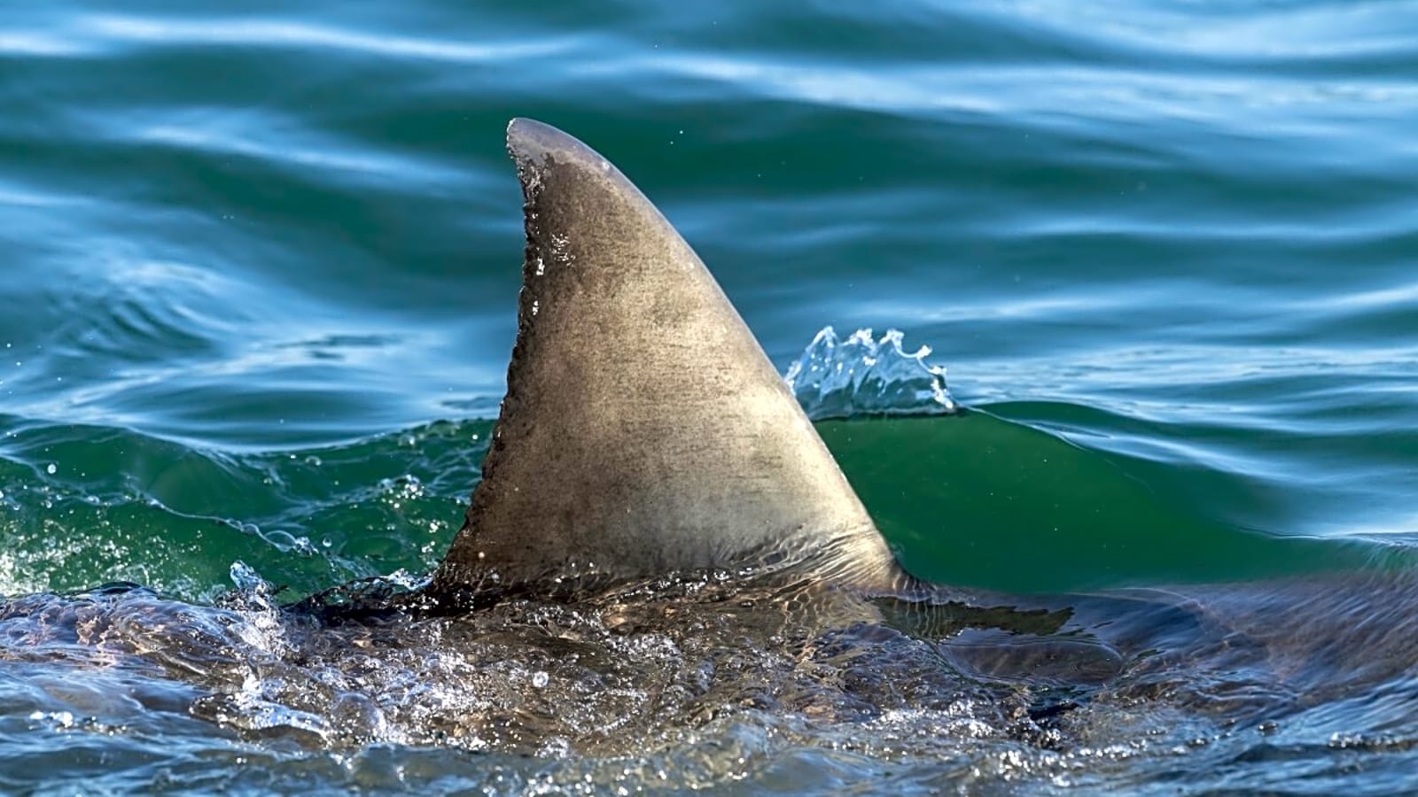 ‘Human Body in Its Mouth’: Shark Attack Victim Still Missing in CA ...