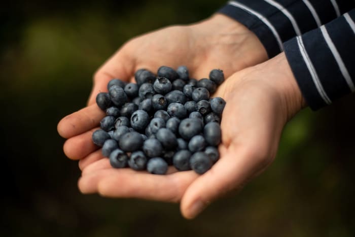 20 fat-burning foods that can help you shed the quarantine 15 | Yardbarker