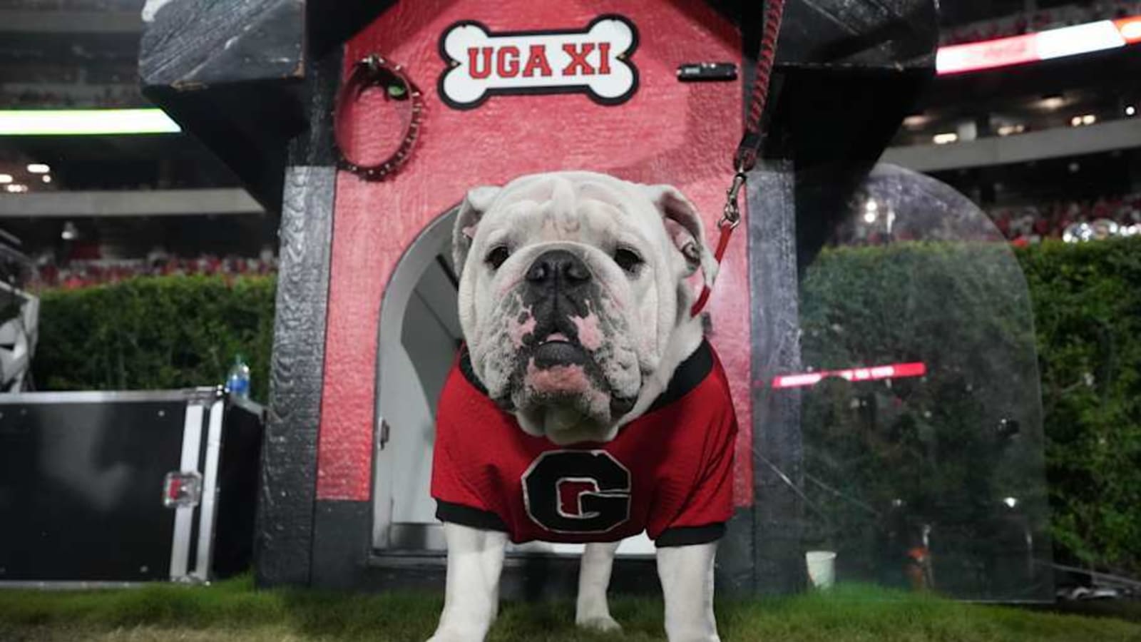Georgia Bulldogs Open as Massive Favorite Over Umass | Yardbarker