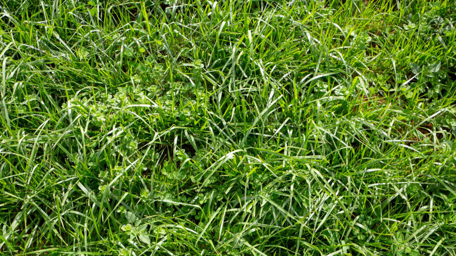 Eco-Friendly Grass Varieties For Your Lawn | Yardbarker